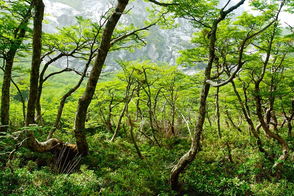 Time Restoring Forests | RIF.org